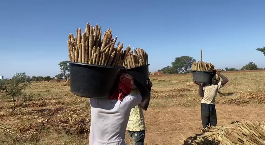Mali/Récolte du petit mil à Koro : un savoir-faire ancestral